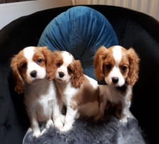 Cuccioli di Cavalier King Charles +44 7482162214